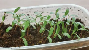 Marigold Growth Stages: How Long Does It Take To Grow A Marigold
