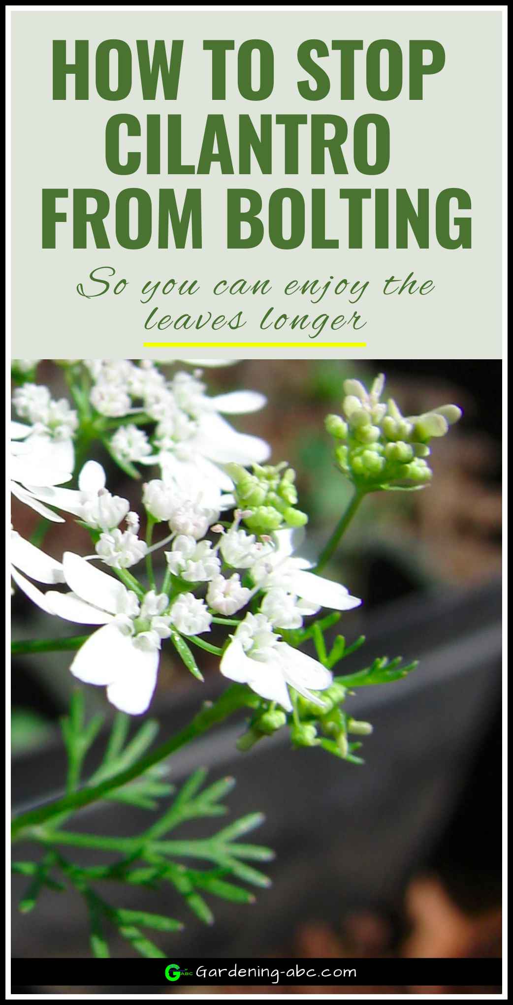 How To Stop Cilantro From Bolting: An Essential Guide