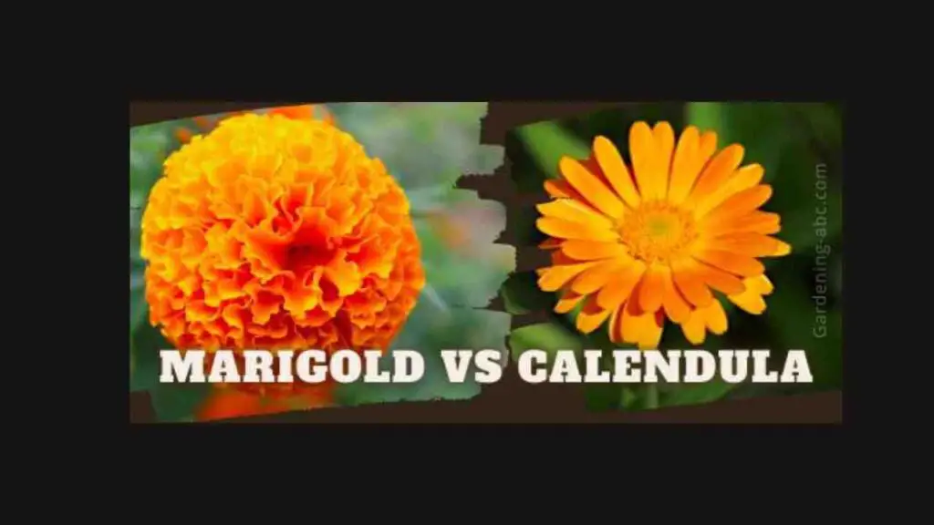 Marigold Vs Calendula: What Are The Differences