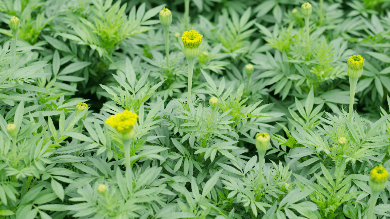 Marigold Growth Stages: How Long Does It Take To Grow A Marigold
