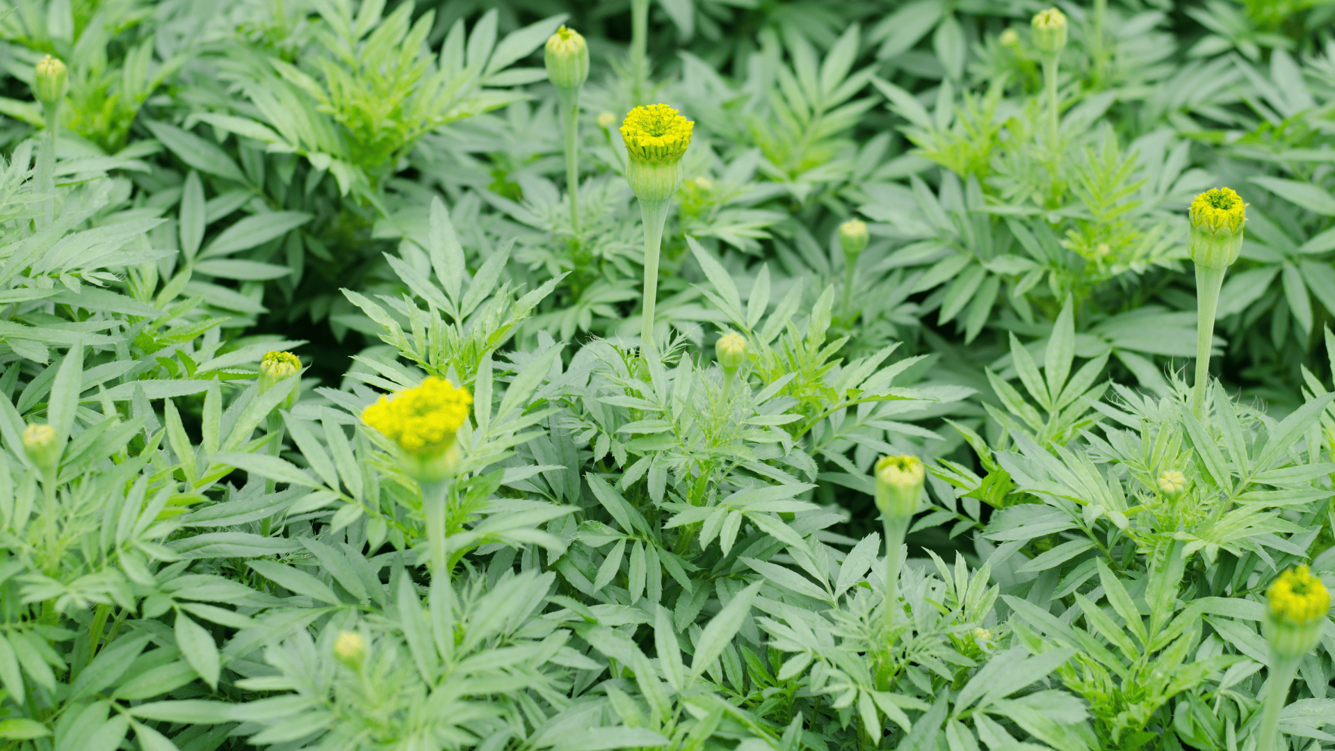 Marigold Growth Stages: How Long Does It Take To Grow A Marigold