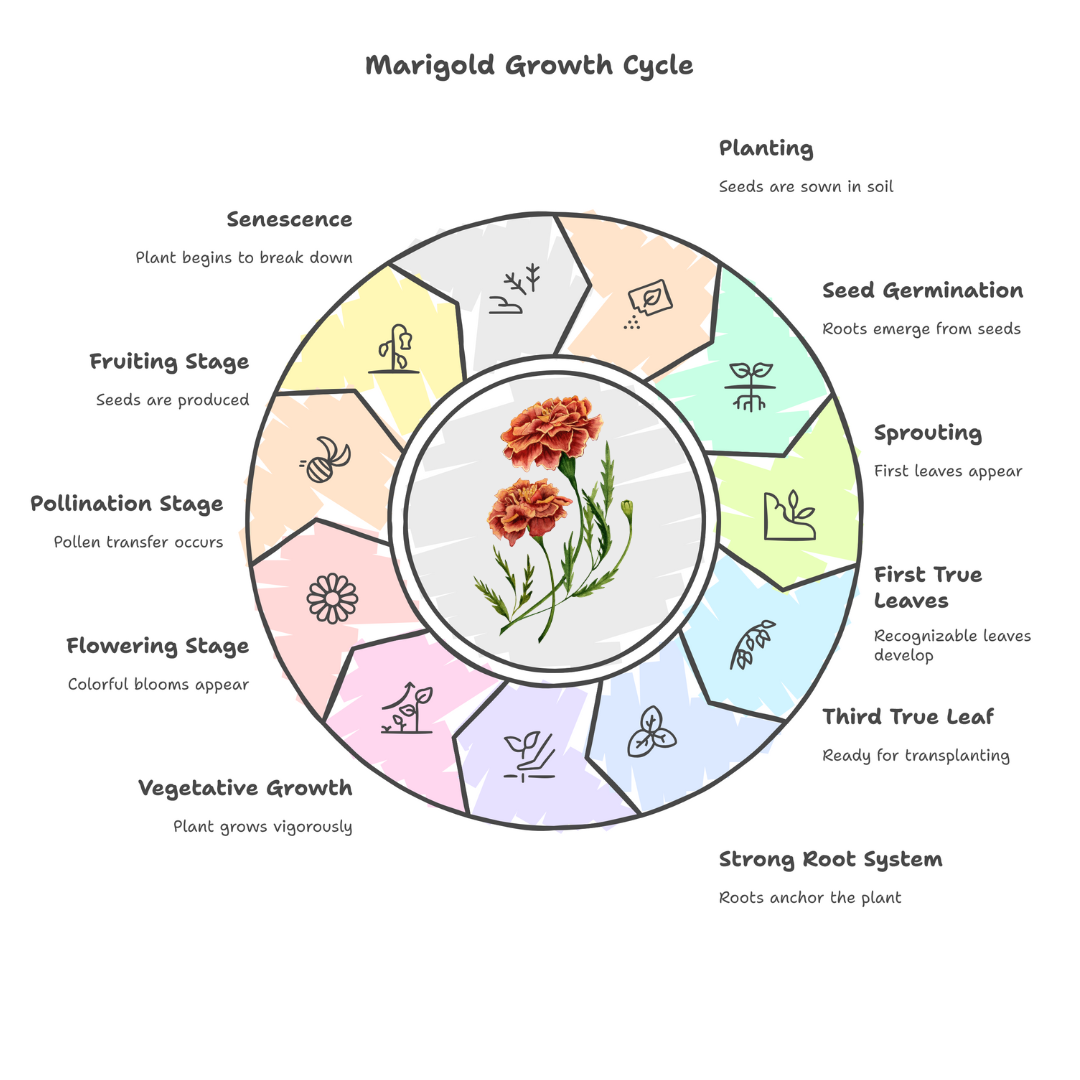 Marigold Growth Stages: How Long Does It Take To Grow A Marigold