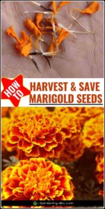 How To Harvest And Save Marigold Seeds