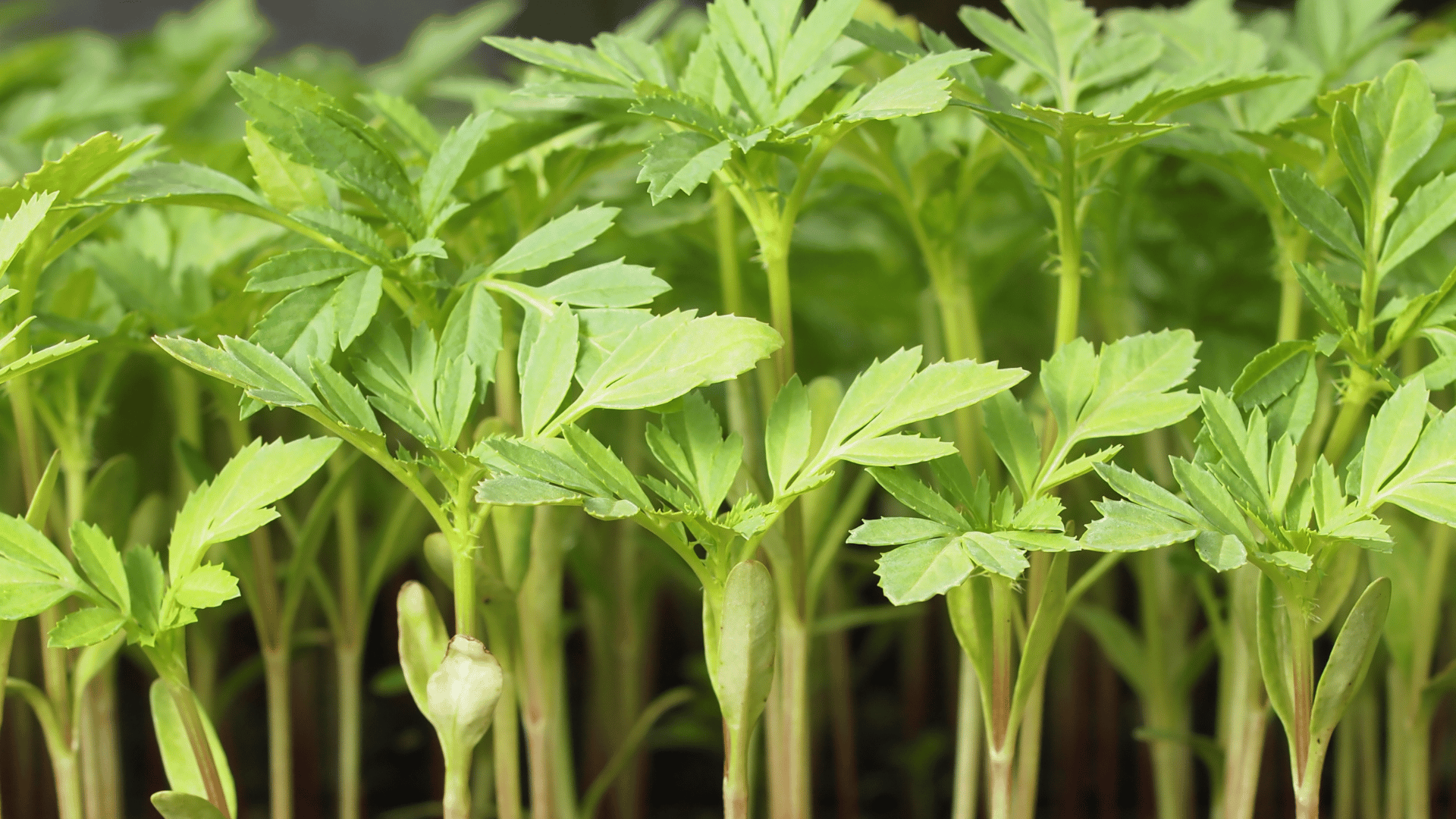 Marigold Growth Stages: How Long Does It Take To Grow A Marigold