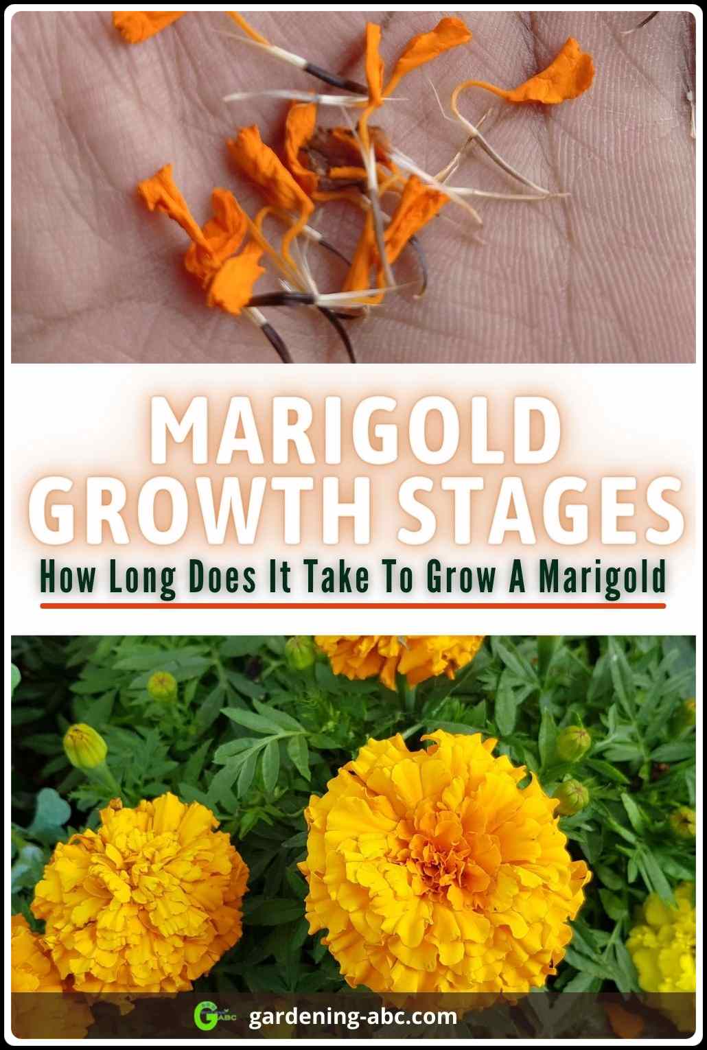 Marigold Growth Stages: How Long Does It Take To Grow A Marigold