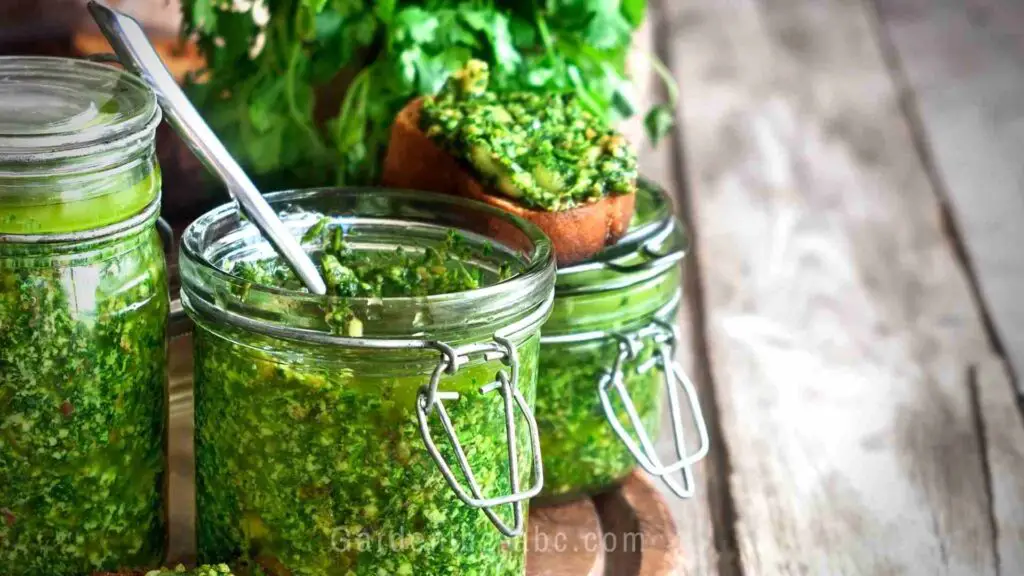 How To Store Cilantro So It Remains Fresh For Longer