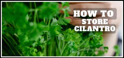 How Do You Harvest Cilantro So It Keeps Growing? [Simple Guide]