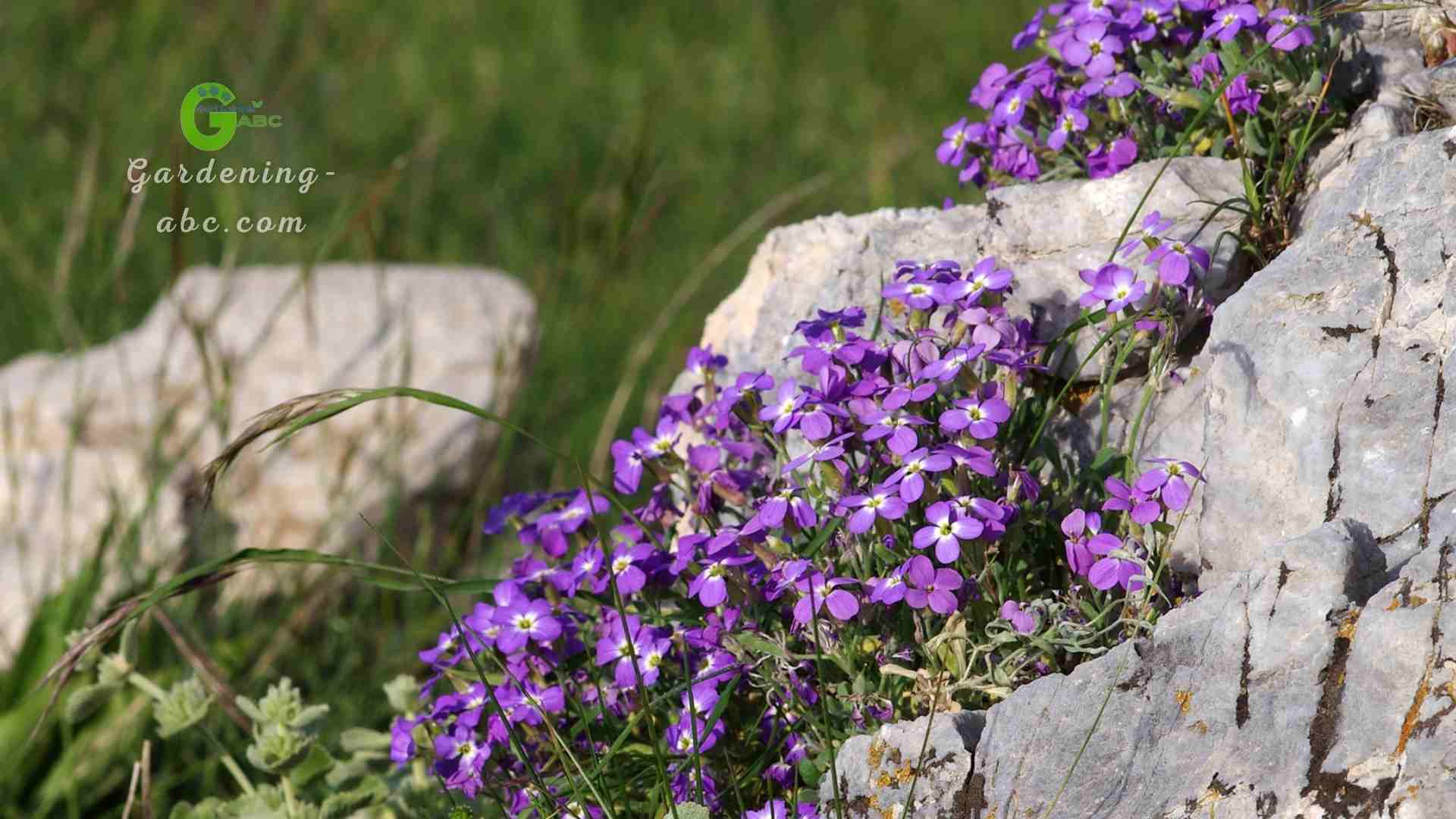 A Quick Way To Add French Flair To Your Garden With These 9 Native ...