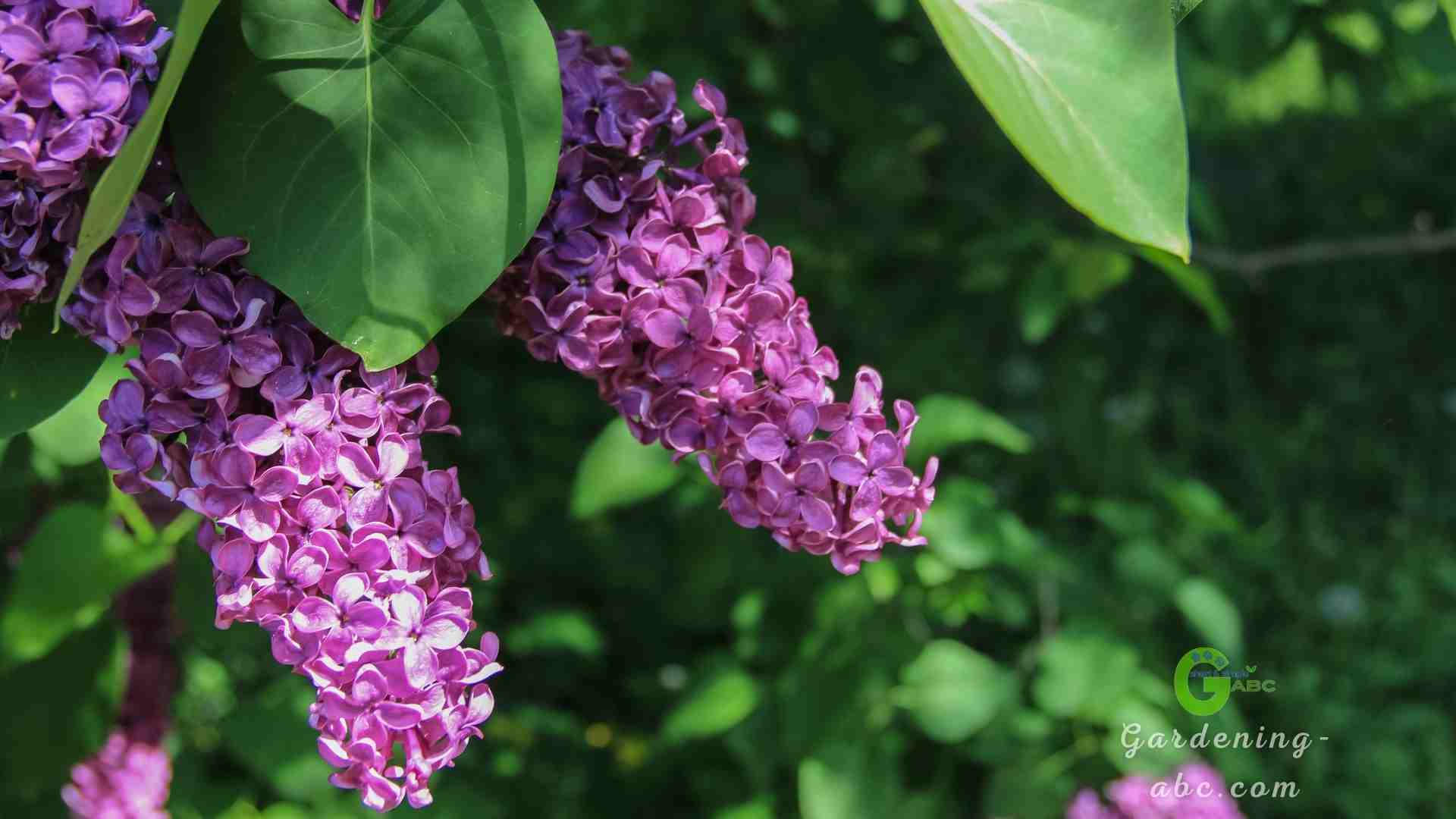 A Quick Way To Add French Flair To Your Garden With These 9 Native ...