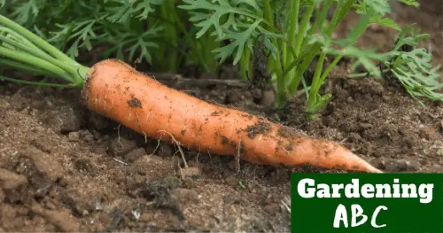 Is Carrot A Fruit Or A Vegetable? Here's The Science Behind It
