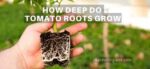 The Tomato Root System: How Deep Do Tomato Roots Grow In Soil