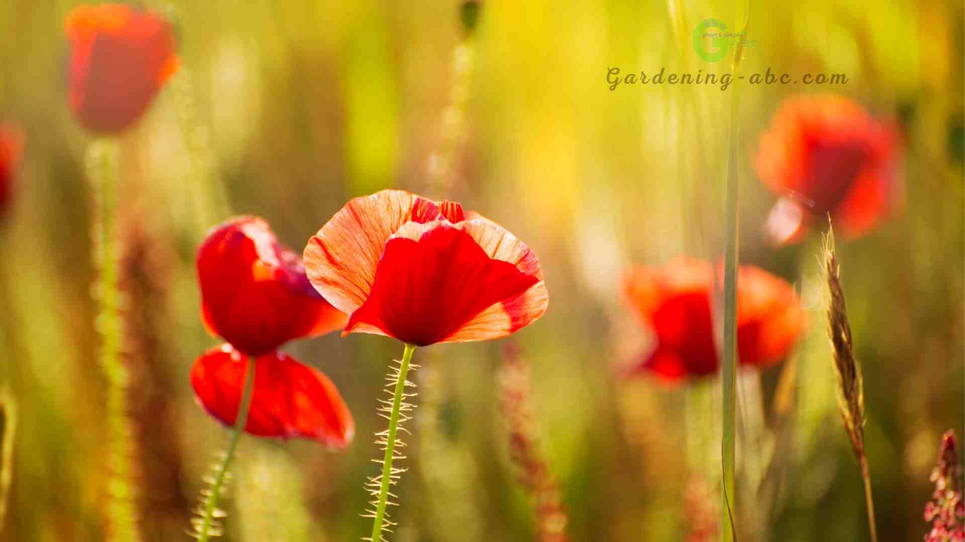 A Quick Way To Add French Flair To Your Garden With These 9 Native ...