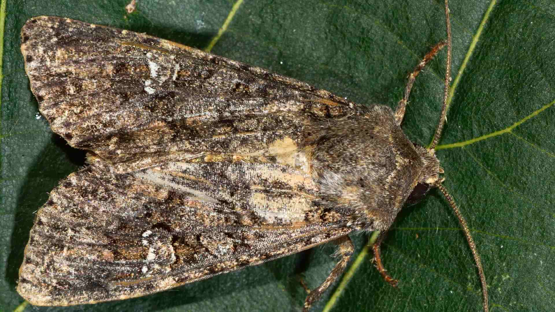 7 Ways To Protect Your Plants From Cabbage Moth Damage