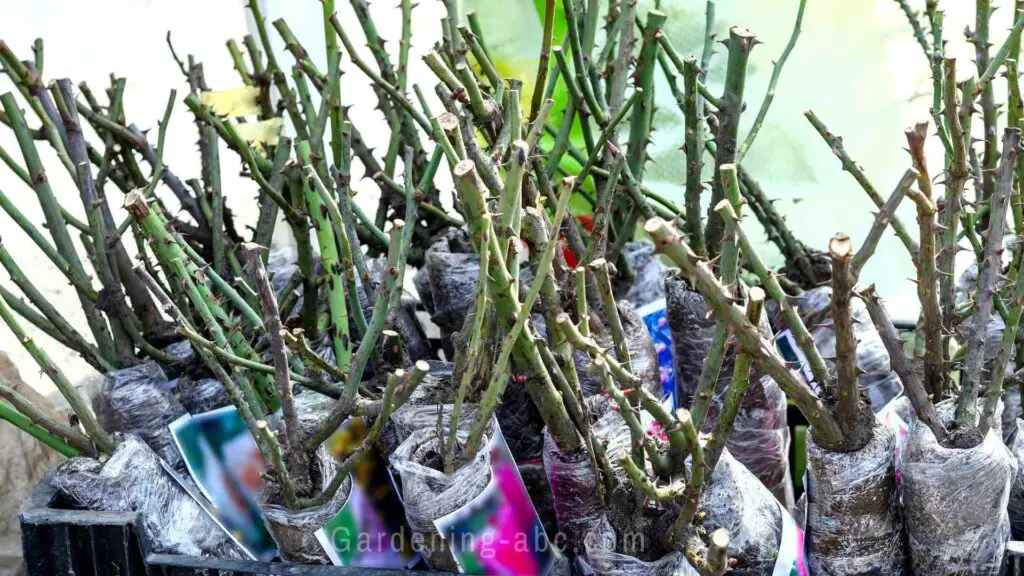 Bare Root Roses Care Guide: 2 Simple Ways To Plant The Roots