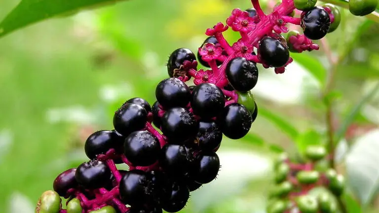 6 Berries That Look Like Blueberries But Can Be Poisonous