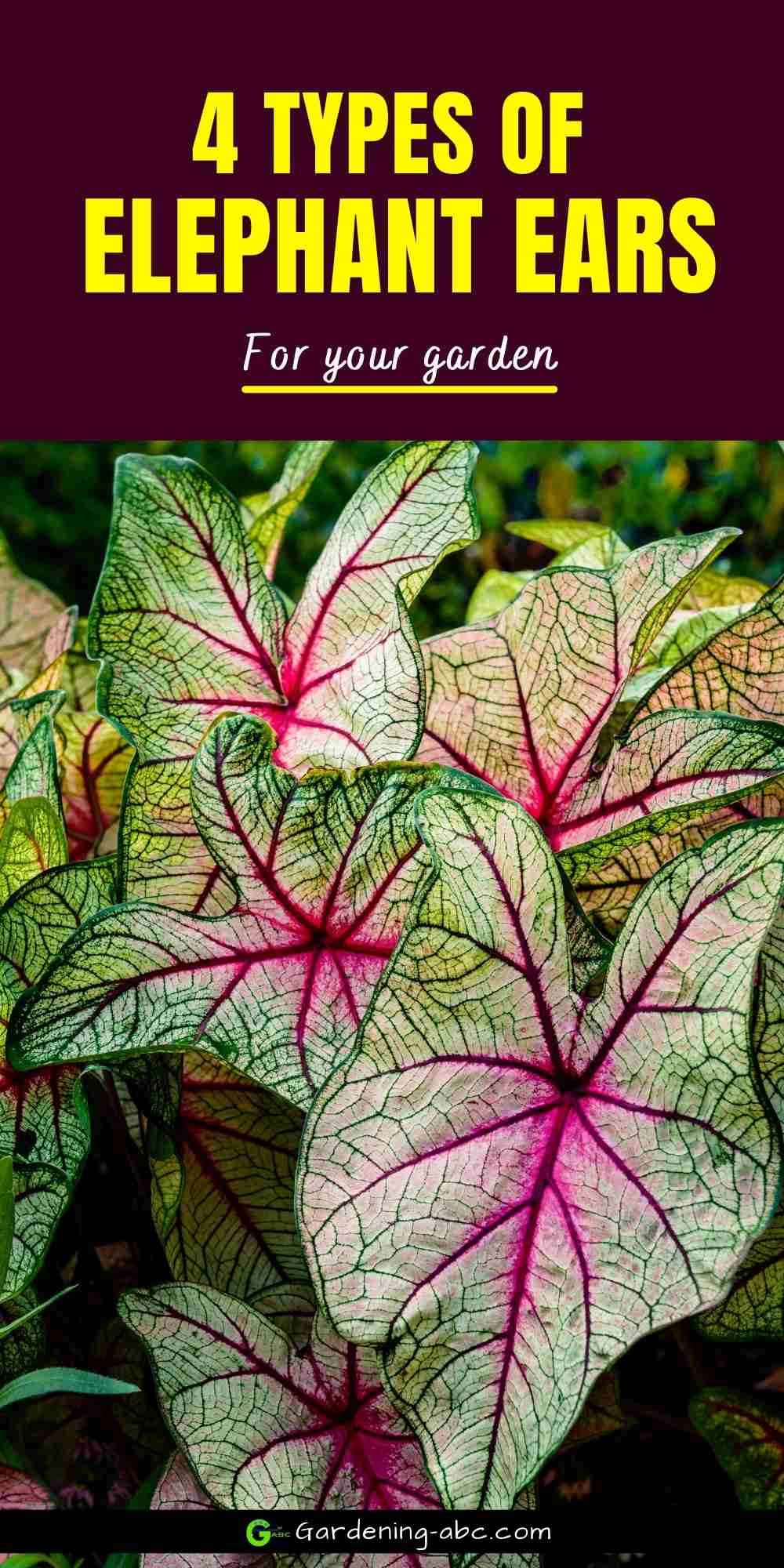 The Lazy Gardener’s Way To Identify Different Elephant Ear Plant Types