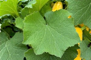 How To Easily Identify Squash Plants By Leaves: A Simple Guide