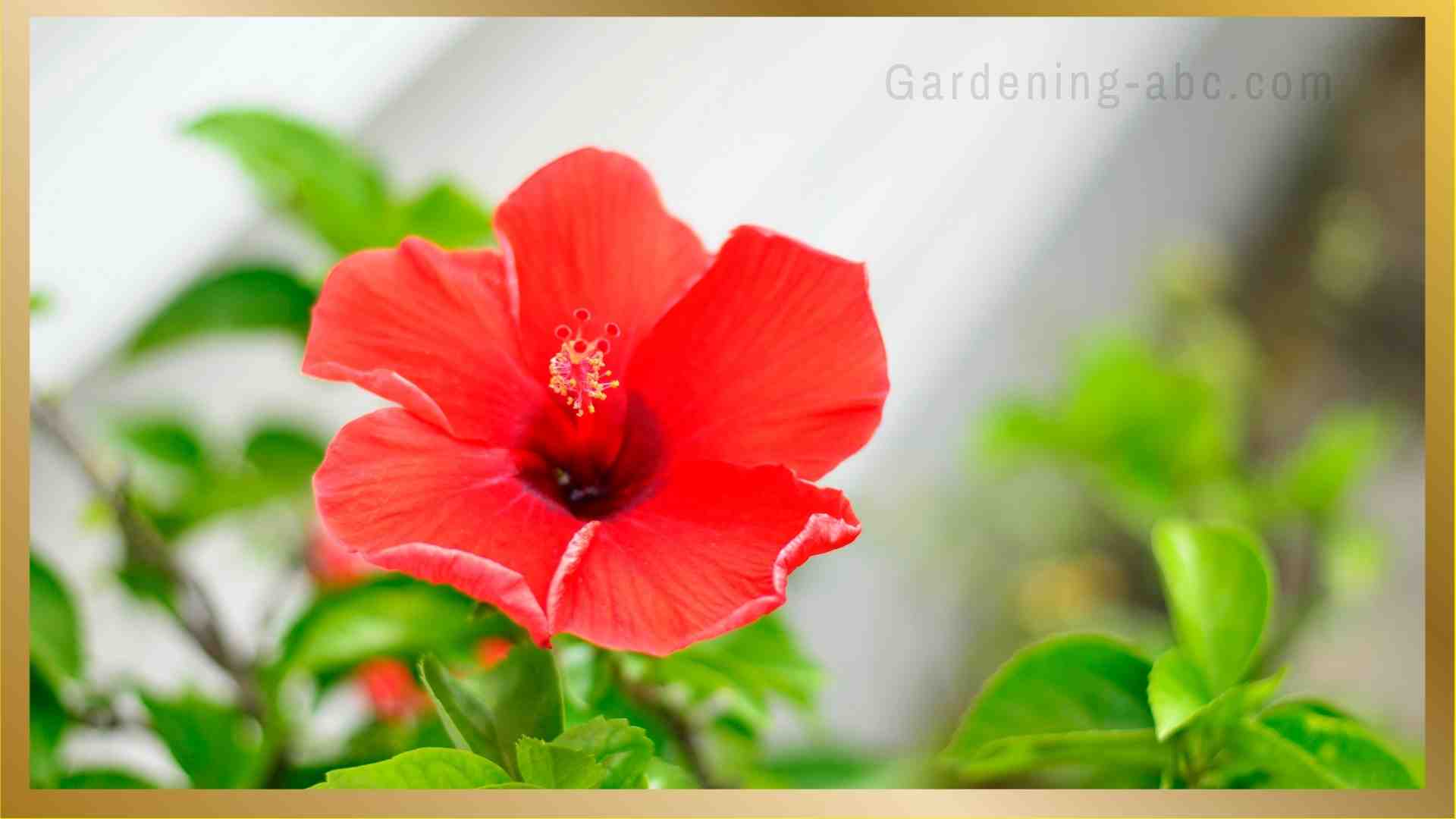 How To Start An Ornamental Garden: A Comprehensive Guide