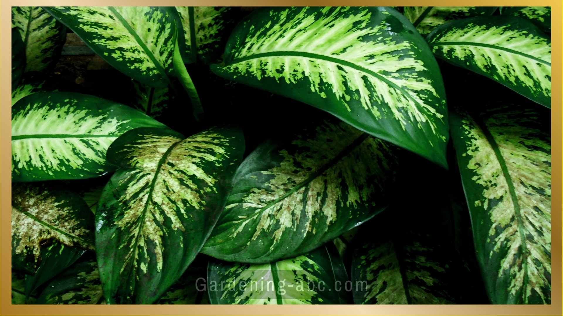 10 Best Plants For North-Facing Windows: A Comprehensive Guide