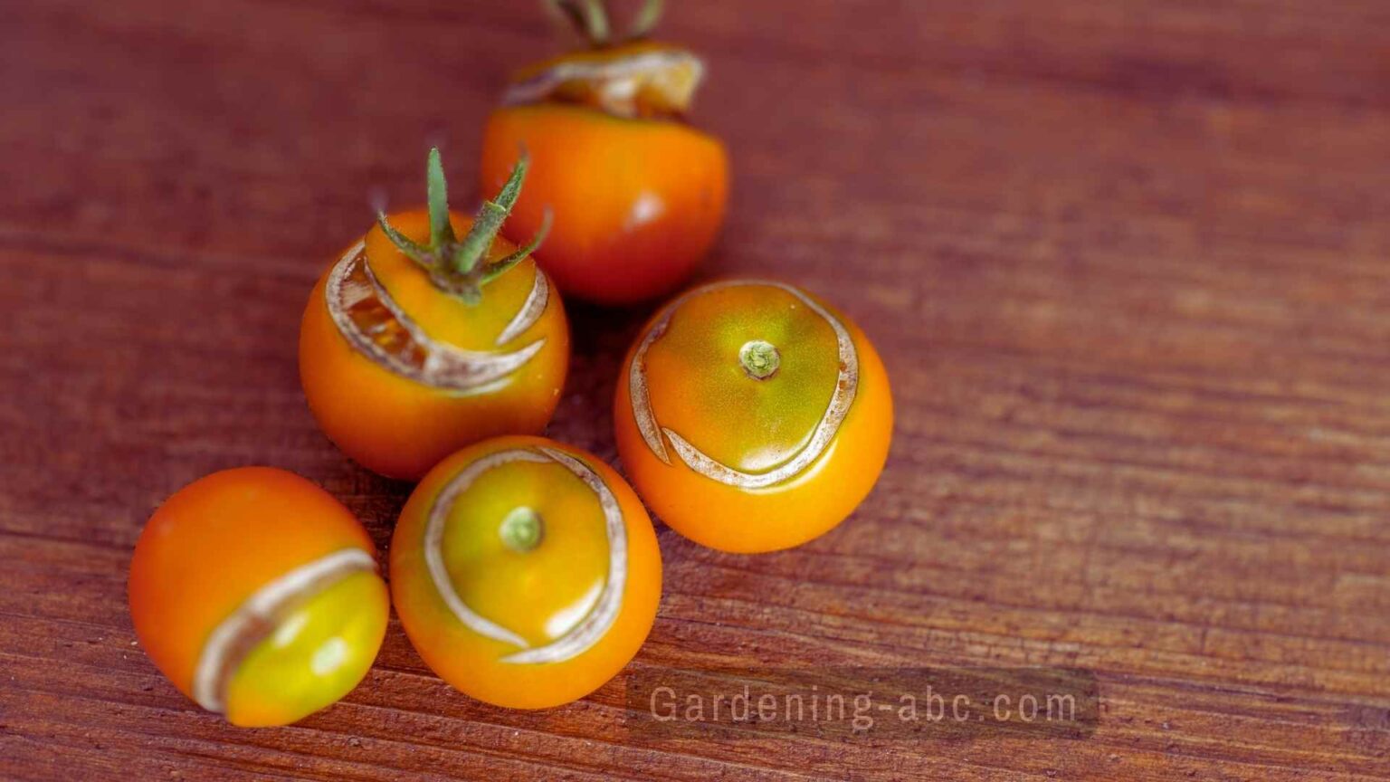 Why My Tomatoes Are Splitting: Understanding The Causes And Solutions