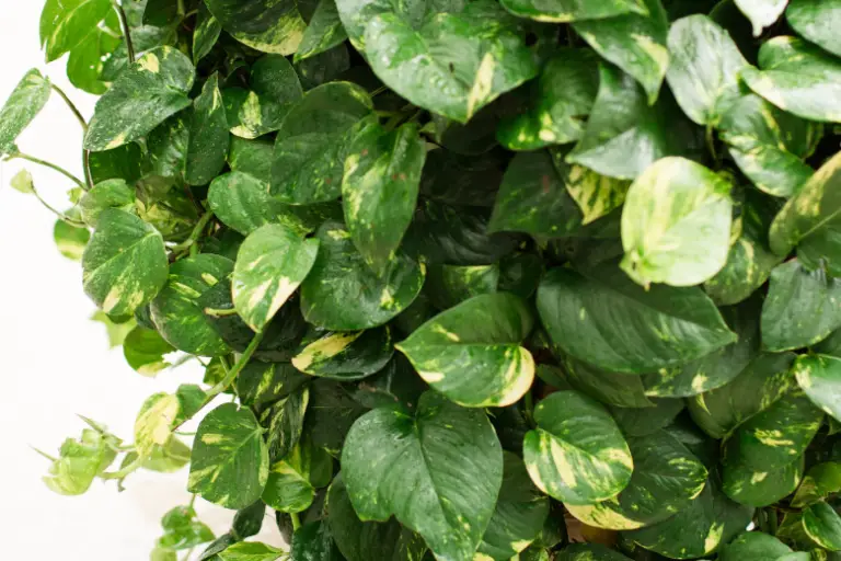 How To Propagate Pothos: The Foolproof Guide To Growing Your Collection