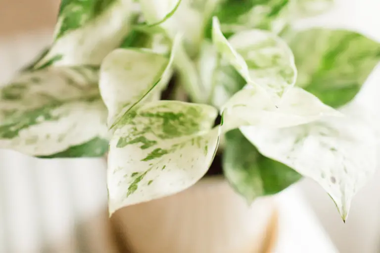 How To Propagate Pothos: The Foolproof Guide To Growing Your Collection