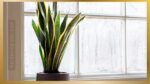 10 Best Plants For North-Facing Windows: A Comprehensive Guide