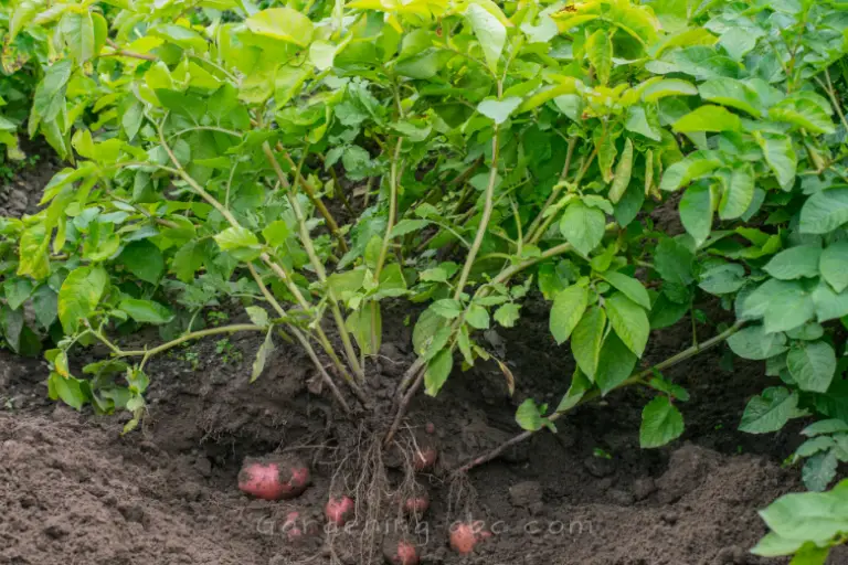 Is Potato A Root, Stem, Or Vegetable? What Part Of The Potato Plant Do ...
