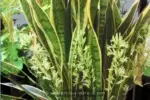 The Rare And Fascinating World Of Snake Plant Flowers