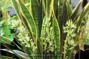 The Rare And Fascinating World Of Snake Plant Flowers