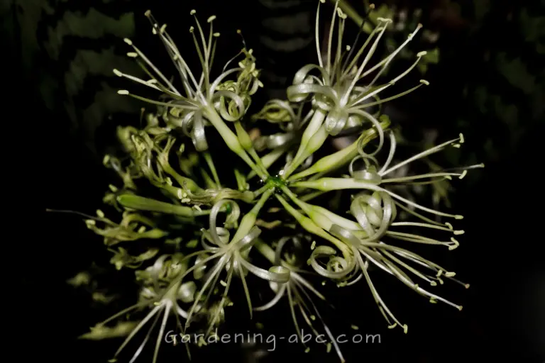 The Rare And Fascinating World Of Snake Plant Flowers