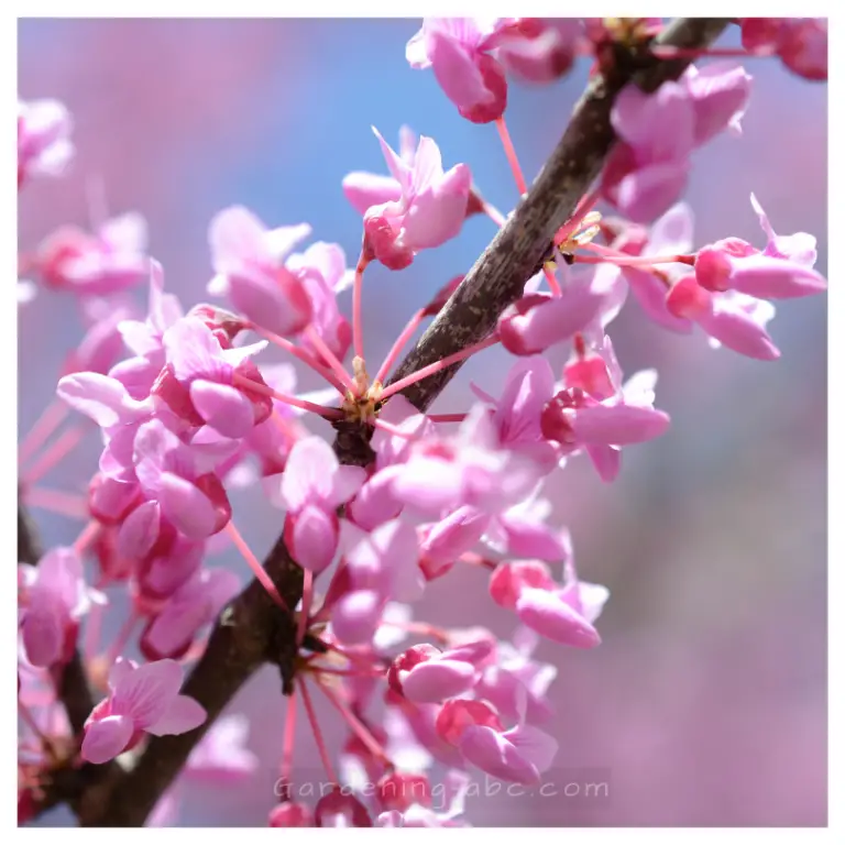 10 Ornamental Trees For A Stunning Front Yard: Transform Your Home's ...