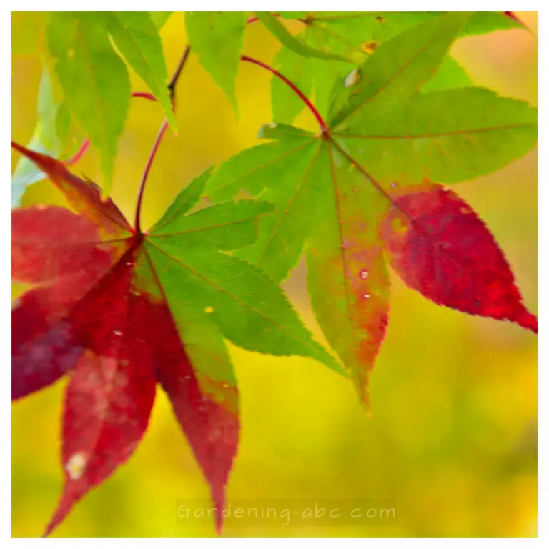 10 Ornamental Trees For A Stunning Front Yard: Transform Your Home's ...