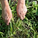 Defeating Sticker Weeds: Expert Strategies For A Pristine Lawn