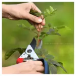 How To Propagate Roses: A Step-by-Step Guide