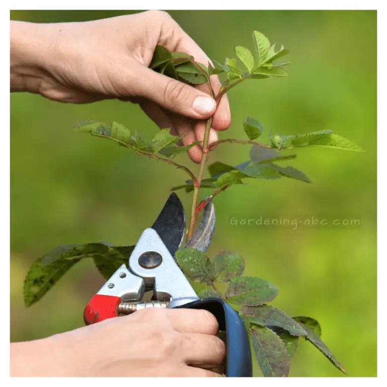 How To Propagate Roses: A Step-by-Step Guide