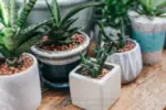 12 Best Soil Covers For Indoor Plants- Enhancing Beauty And Functionality