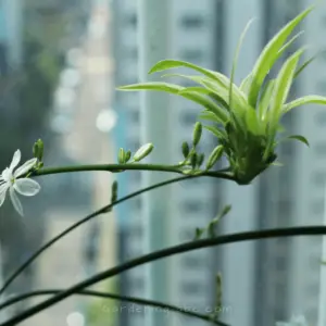 3 Easy Ways To Propagate Spider Plants.[With Step-By-Step Guide]