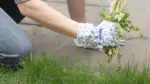 Defeating Sticker Weeds: Expert Strategies For A Pristine Lawn