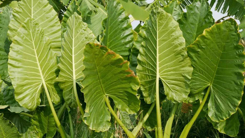 Are Elephant Ears Poisonous? Can You Consume Them?