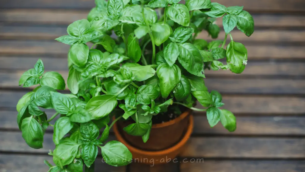 Growing Basil Successfully As A Beginner: Tips And Tricks