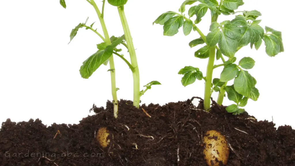 How Long Does It Take To Grow Potatoes Of Different Varieties?