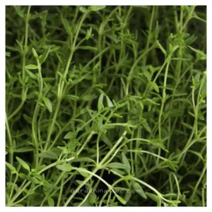 The Complete Guide To Growing Thyme At Home