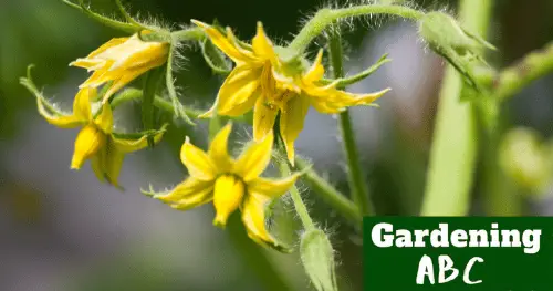 Tomato Plants Not Flowering: Causes And Solutions