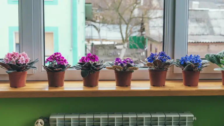 Choosing The Best Pots For Growing Healthy African Violets