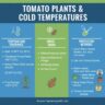 What Is The Lowest Temperature Tomato Plants Can Tolerate? Ways To ...