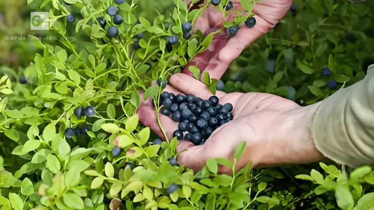6 Berries That Look Like Blueberries But Can Be Poisonous