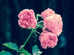 From Classic To Unique: The Ultimate Guide To Different Rose Species