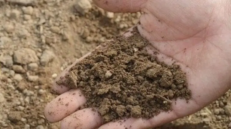 How To Prepare The Best Soil For Potatoes: A Simple Step-by-Step Guide